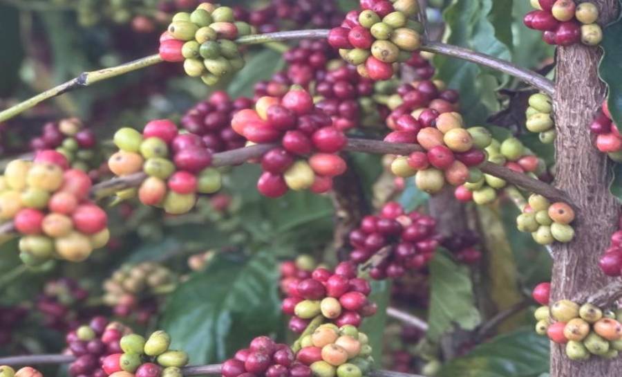 Embrapa Acre - Dia de Campo apresenta dicas sobre manejo de robustas ...